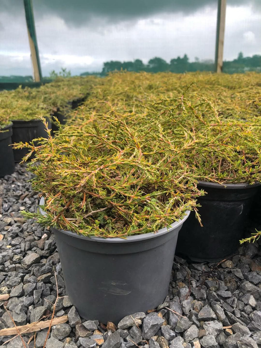 🌿 Coprosma Hawera: The Hardy Beauty for Your Garden 🌿 – Weka Nurseries