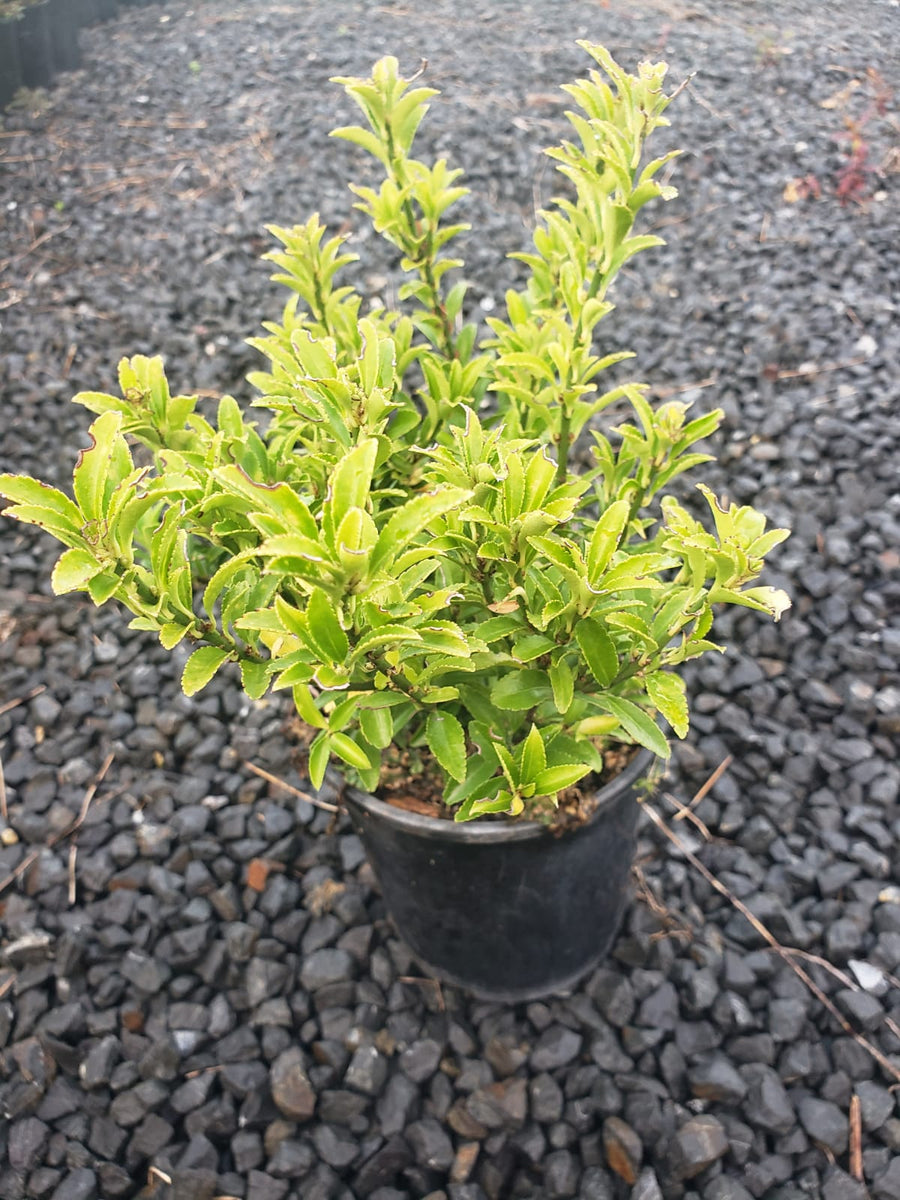 🌿💚Euonymus 'Emerald Green': The Versatile Evergreen for Every Garden ...