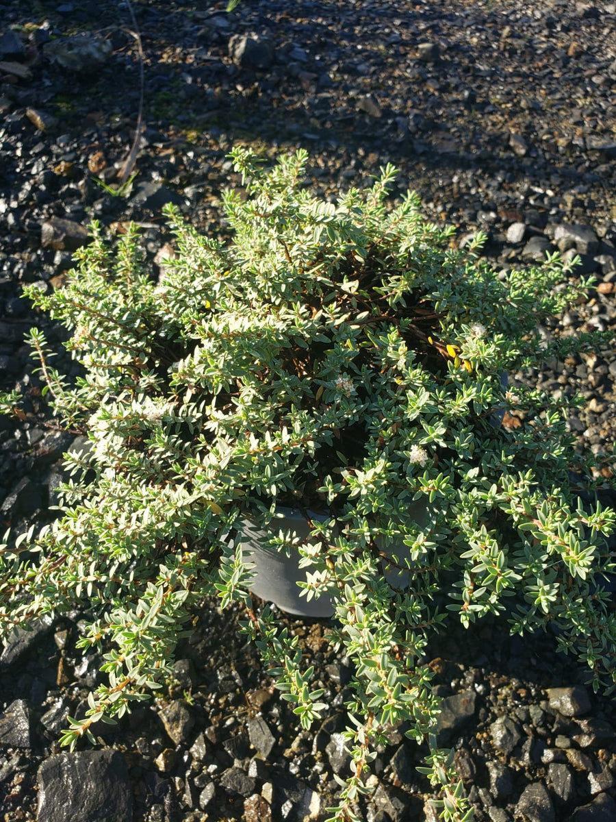 💙🌿 Pimelea Prostrata 'Blue Peter': The Gorgeous Groundcover You Need i ...