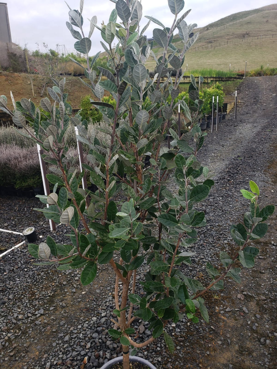 🌳💚 The Fabulous Feijoa Tree: Tasty, Tough & Totally Gorgeous! 🌳💚 – Weka ...
