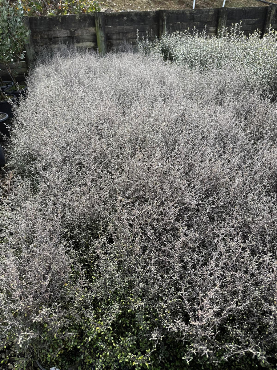 Corokia 'Geentys Ghost' – Weka Nurseries