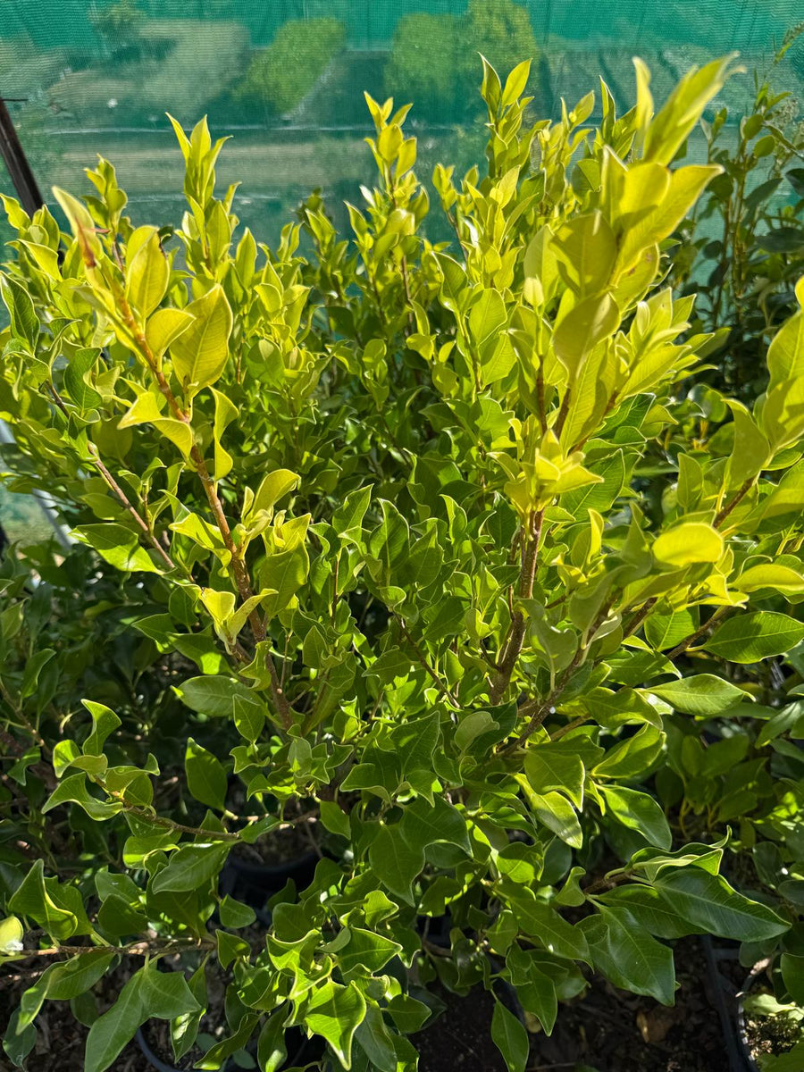 Ficus 'Tuffy' – Weka Nurseries