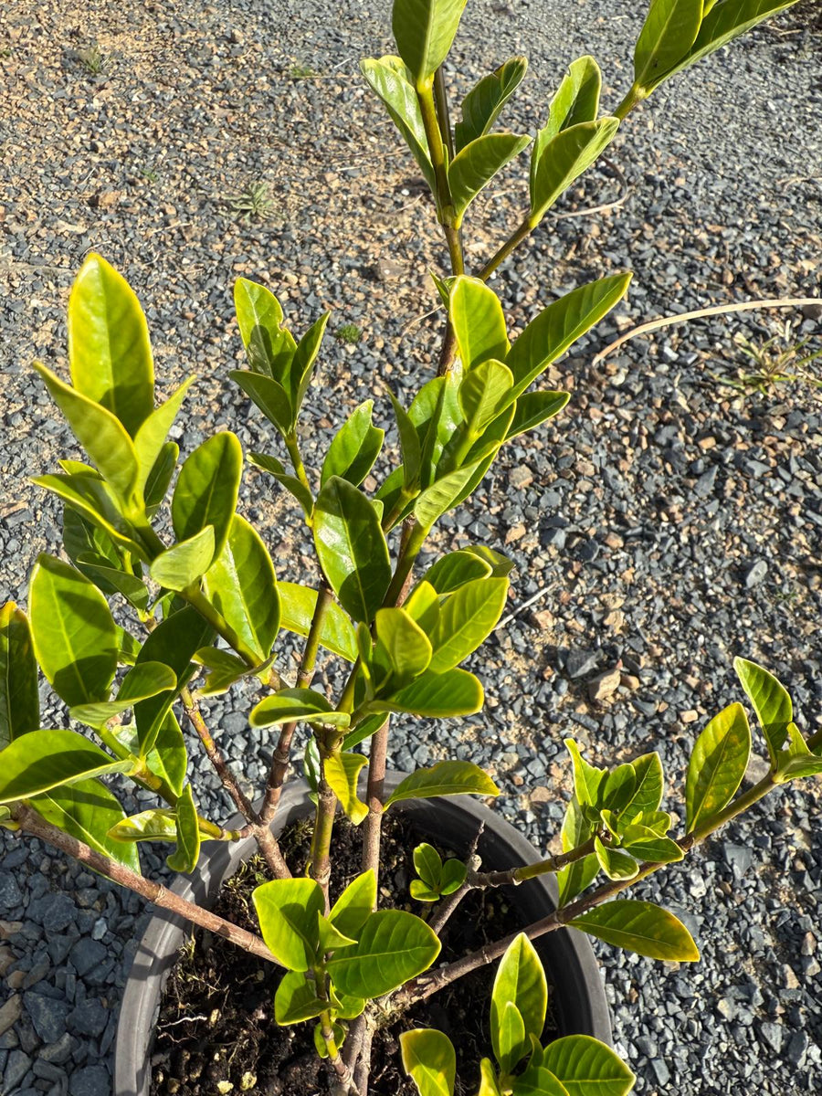 Gardenia 'Professor Pucci' – Weka Nurseries
