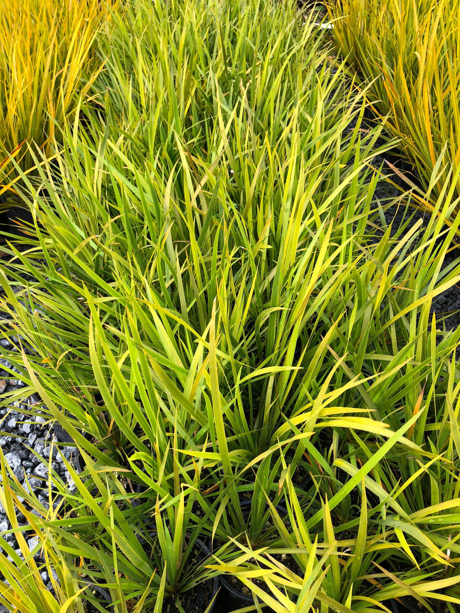 Libertia grandiflora – Weka Nurseries