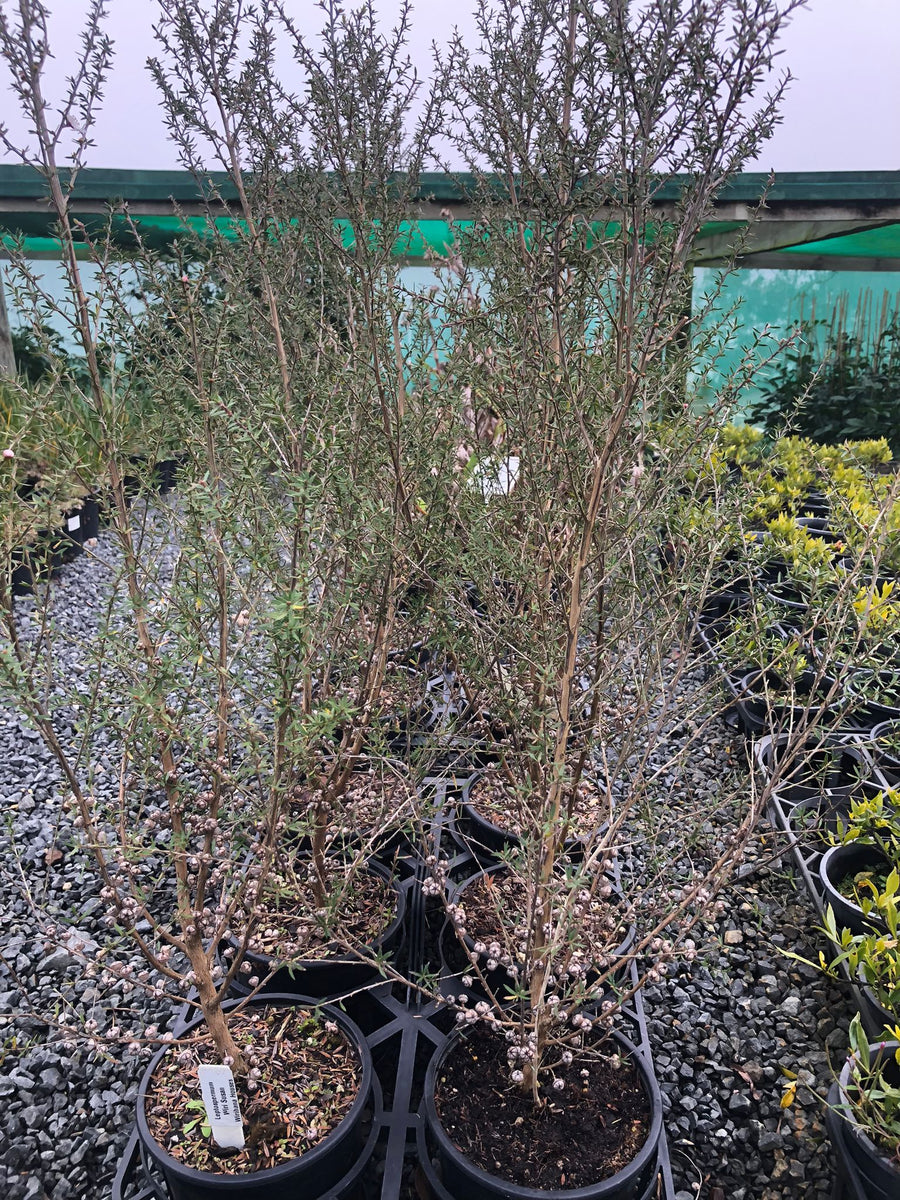 Leptospermum 'Wiri Susan' – Weka Nurseries