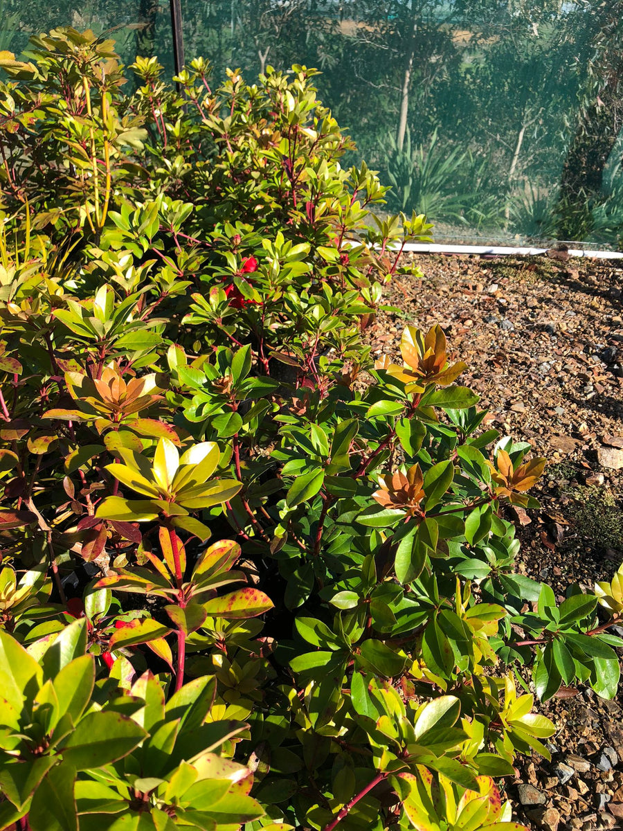 Vireya 'Red Mountain' – Weka Nurseries