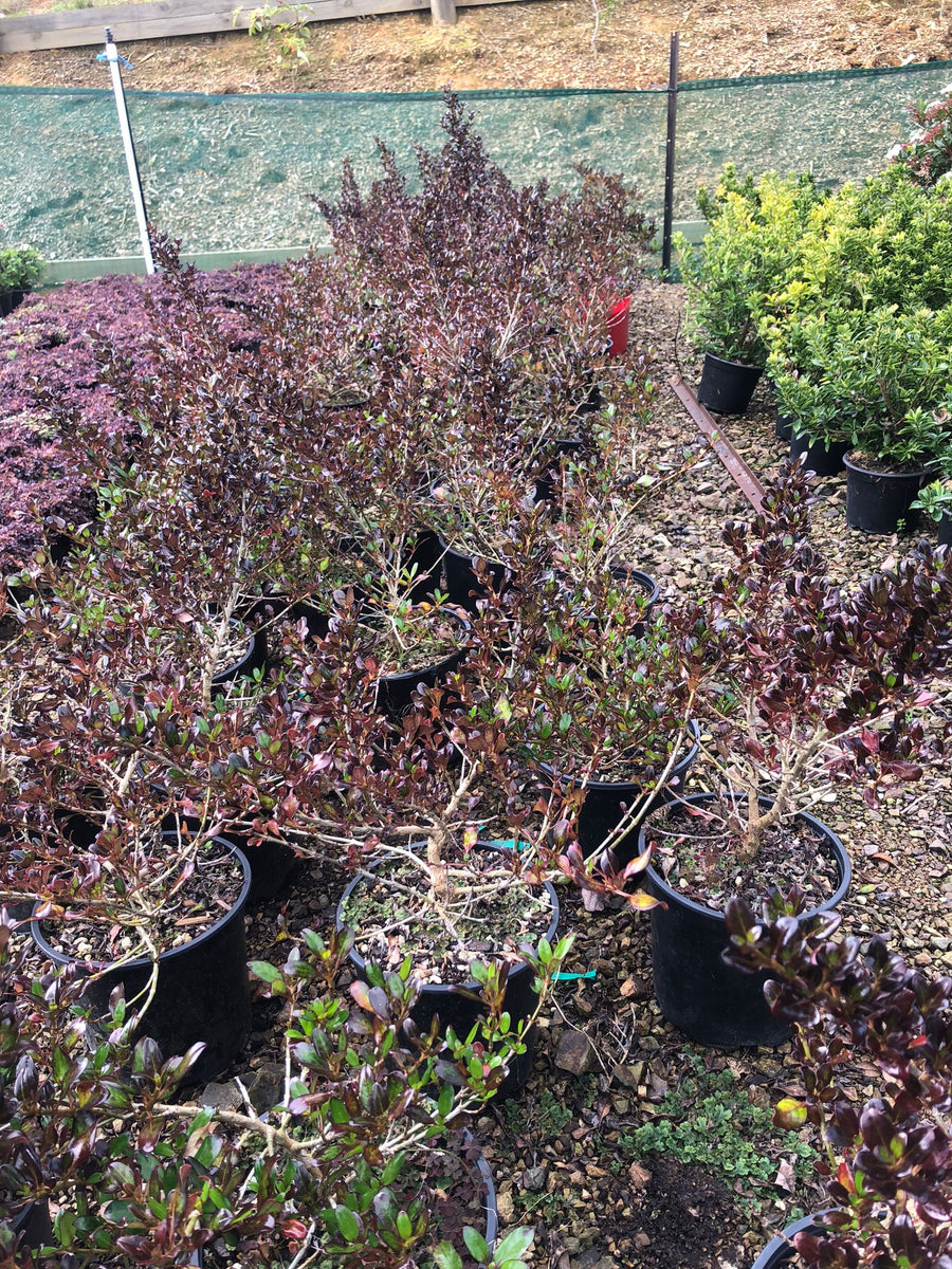 Coprosma 'Karo Red' – Weka Nurseries
