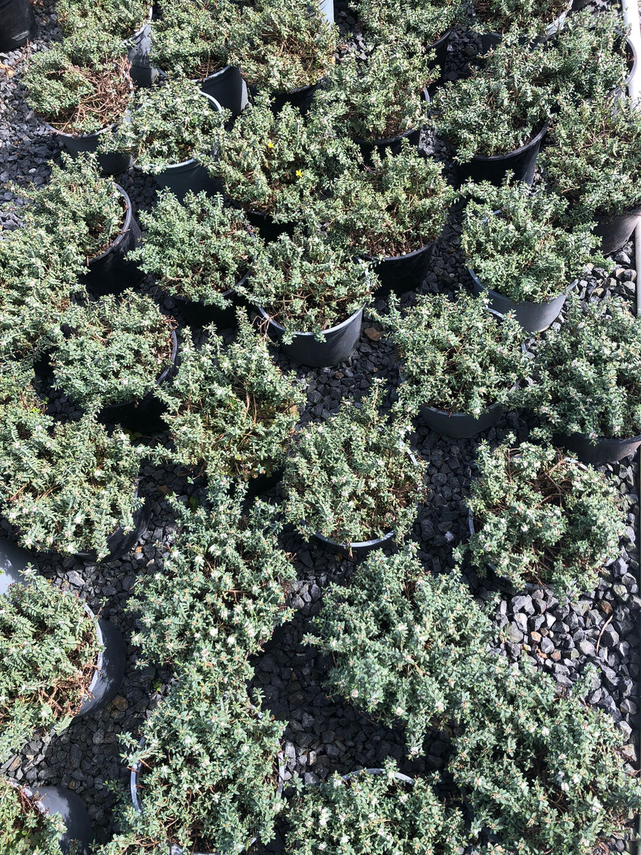 Pimelea 'Blue Peter' – Weka Nurseries