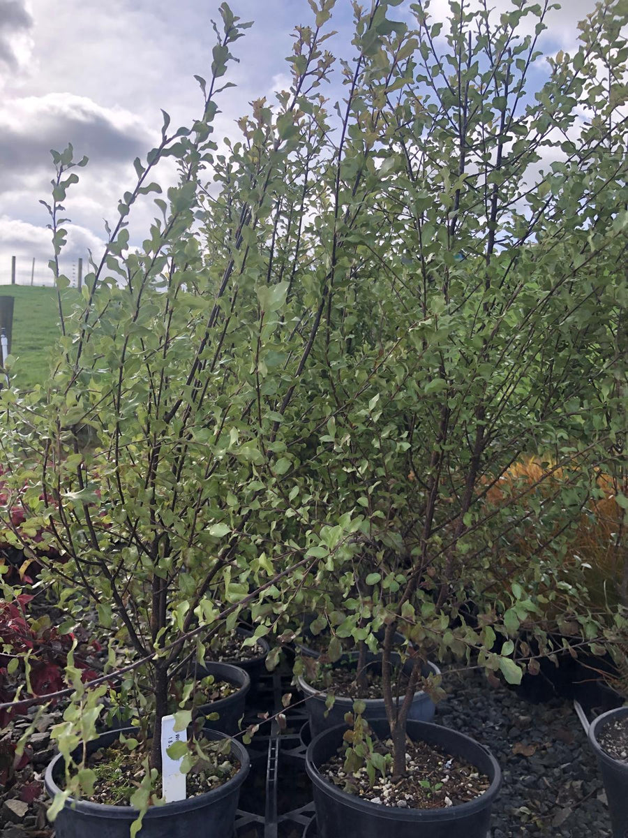 Pittosporum 'Wrinkle Blue' – Weka Nurseries