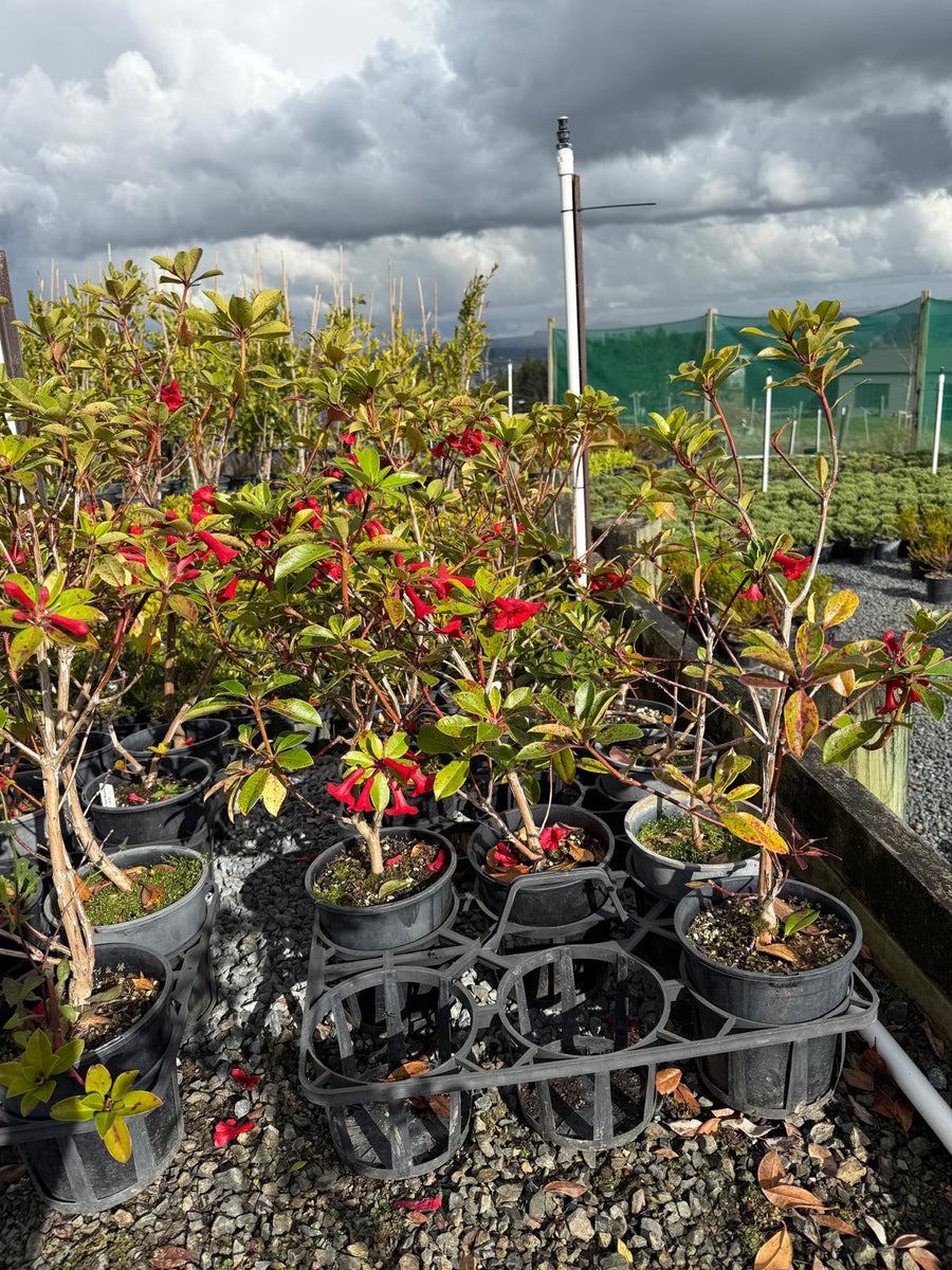 Vireya 'Red Mountain' - CLEARANCE – Weka Nurseries