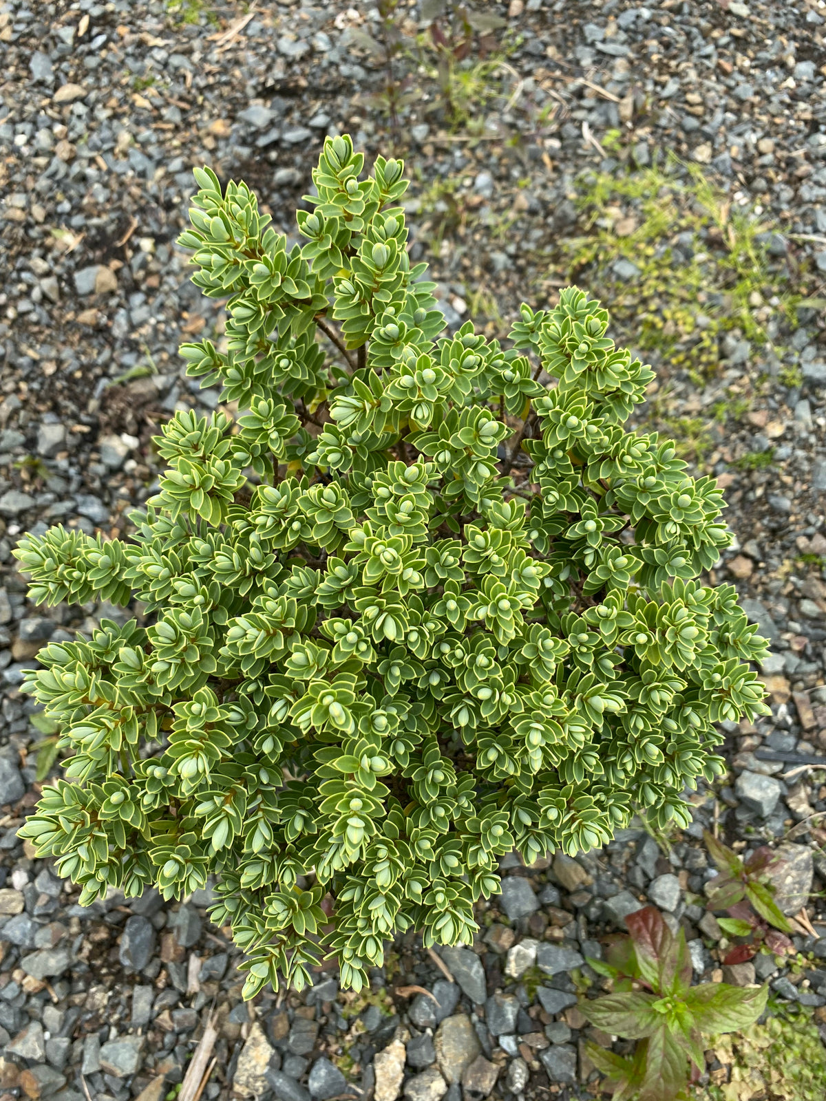 Hebe Sutherlandii 2L – Weka Nurseries